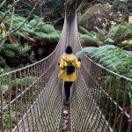Burrow Mump in Burrowbridge: A Historic Walk in Somerset